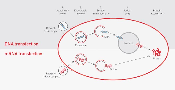 Plasmid Transfection | Thermo Fisher Scientific - MX