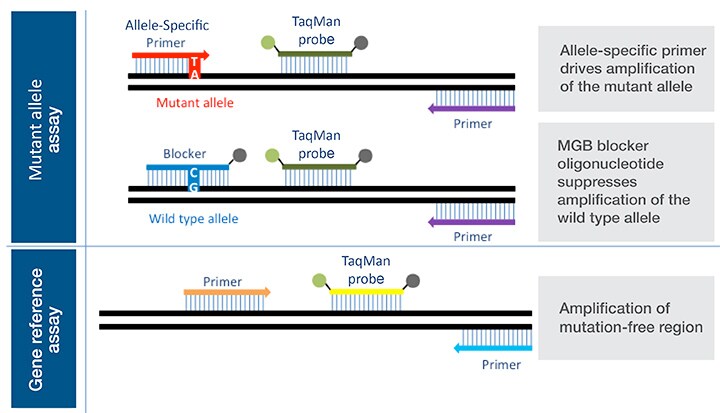How TaqMan Assays Work | Thermo Fisher Scientific - NL