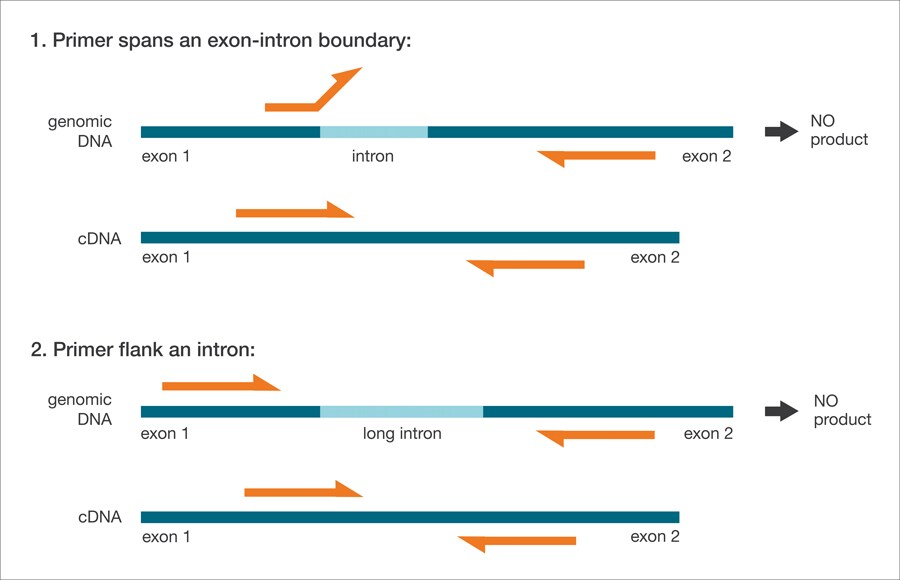 Basic Principles of RT-qPCR | Thermo Fisher Scientific - SG Basic Principles of RT-qPCR | Thermo Fisher Scientific - SG