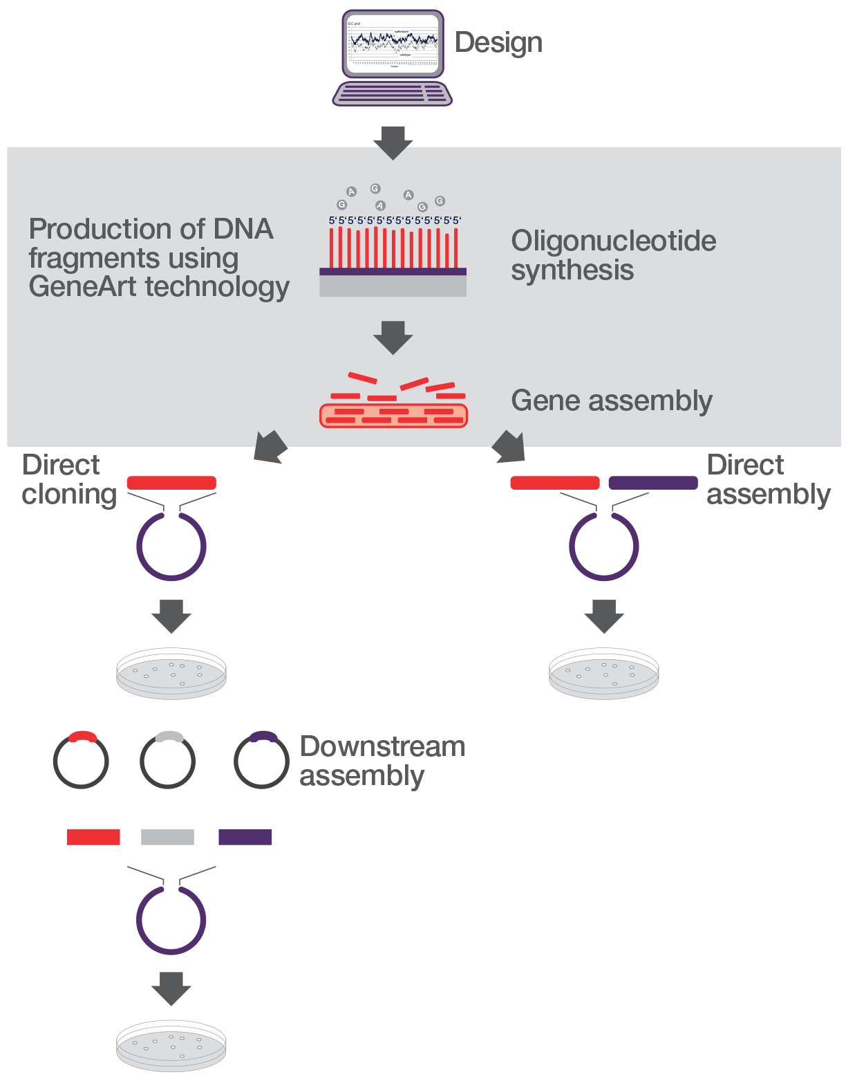 Strings DNA Fragments Synthesis Service | Thermo Fisher Scientific - UK