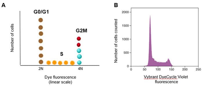 Cell Cycle Analysis Assays | Thermo Fisher Scientific - US