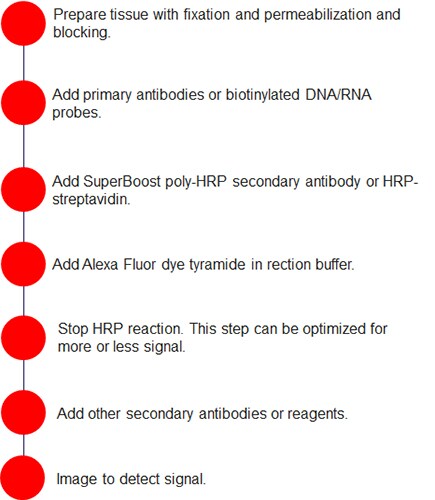 Tyramide Signal Amplification with SuperBoost Kits | Thermo Fisher Scientific - US
