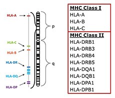 Axiom HLA Analysis Software | Thermo Fisher Scientific - US