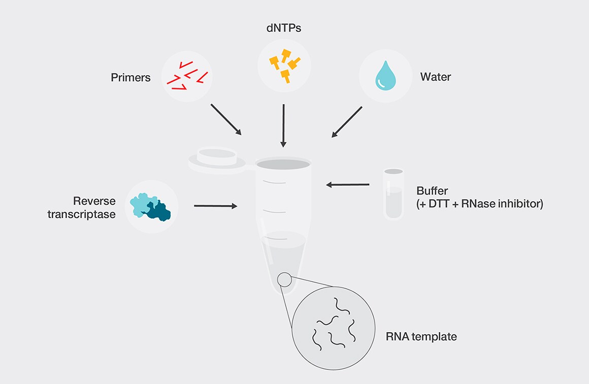 Five Steps to Optimal cDNA Synthesis | Thermo Fisher Scientific - US