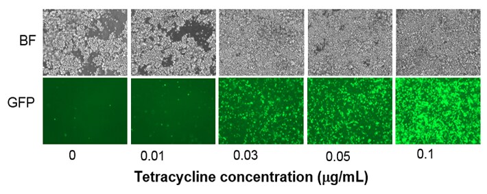 Expi293 Expression System | Thermo Fisher Scientific - US