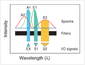 Fluorescence Fundamentals | Thermo Fisher Scientific - US
