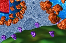 Serial Section Electron Microscopy | Auto Slice and View Software | Thermo Fisher Scientific - US